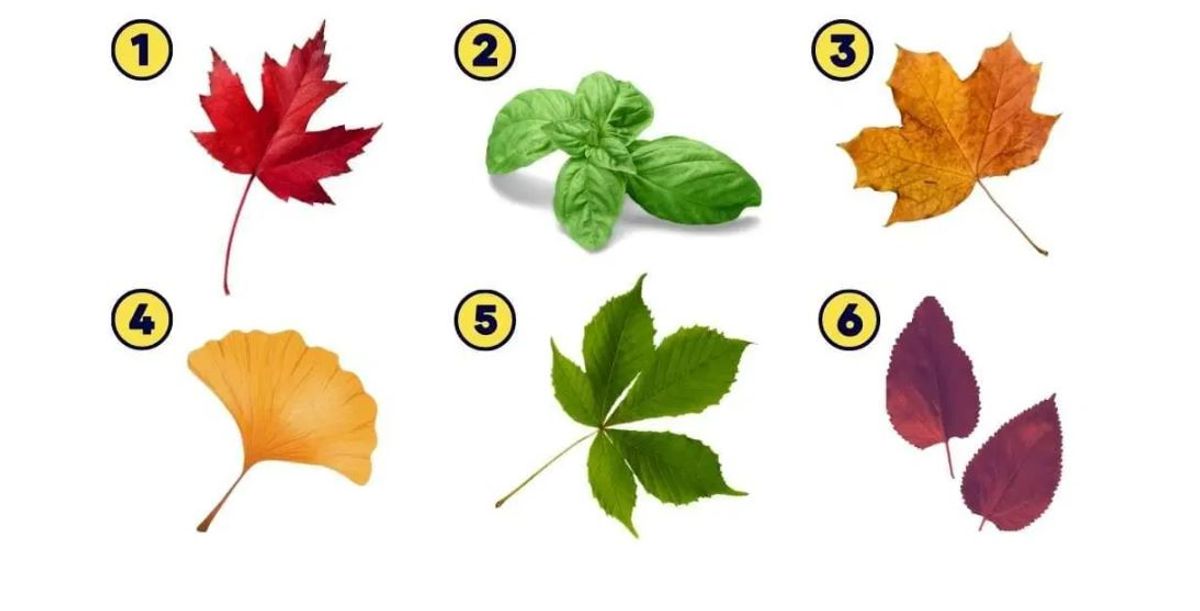 Test de personalitate! Alege frunza care îți place și află dacă ești un ...