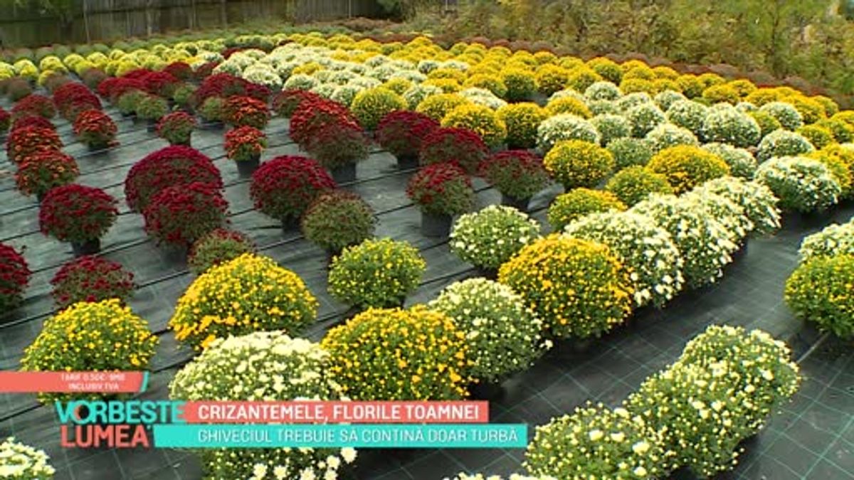Crizantemele, florile toamnei | Scene si bonusuri din Vorbește Lumea ...